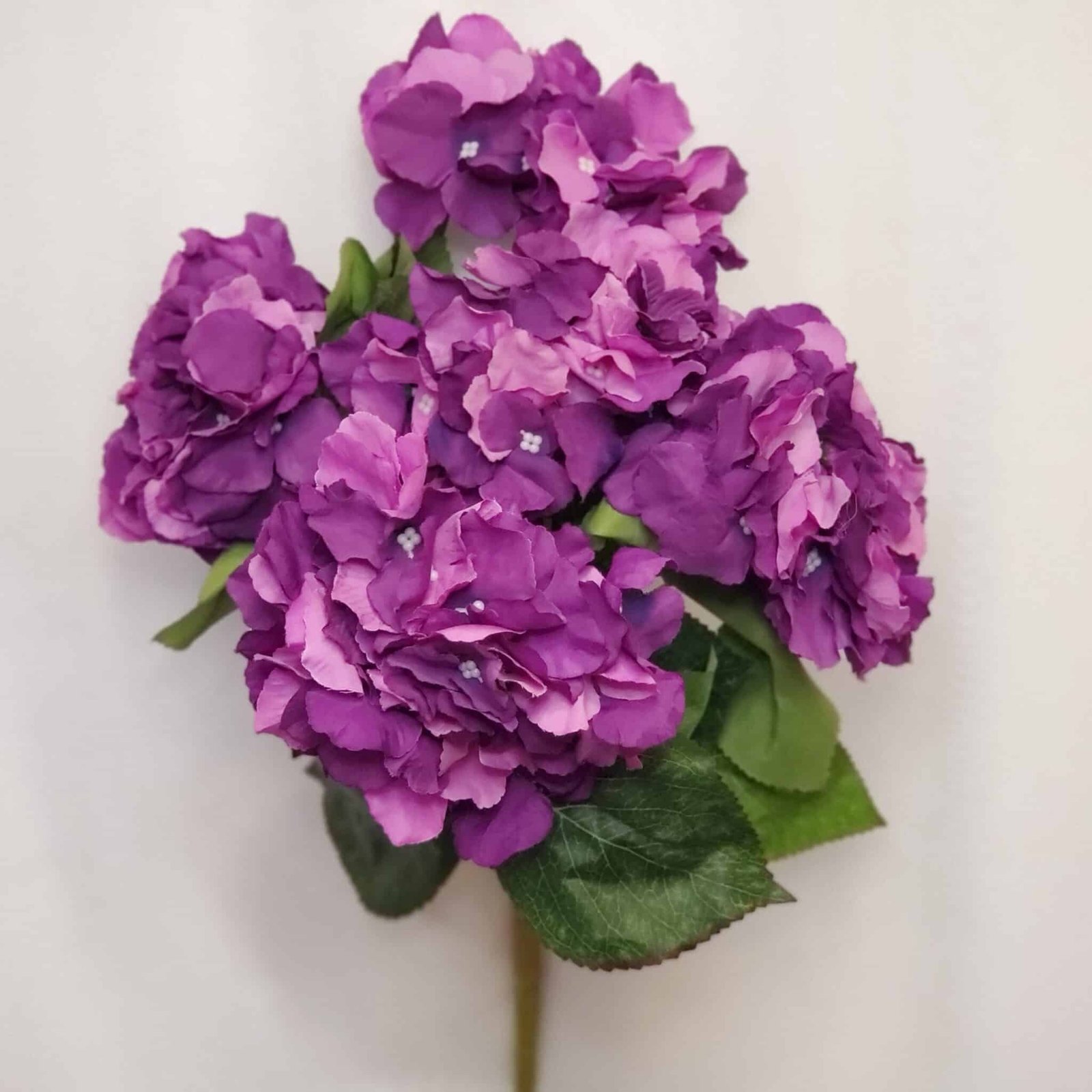 Hydrangea Bunches | Calgary Event Wholesale